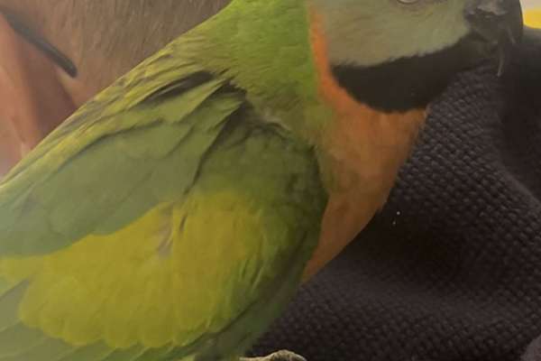 Mustache Parakeet