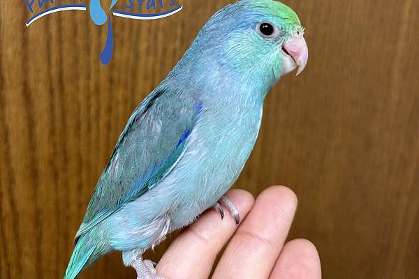 Baby Turquoise Pacific Parrotlet Available at Parrot Stars!