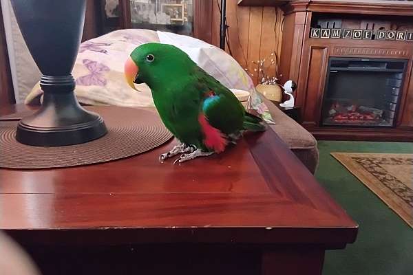 Male Eclectus for sale