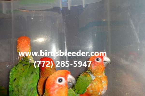 Baby red factor Sun Conures available at $750 each