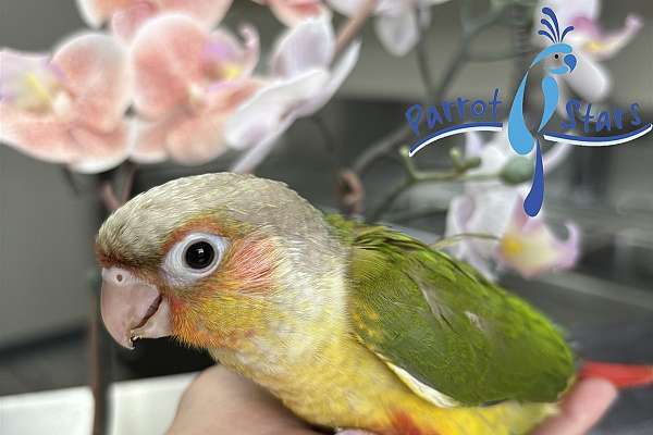 Baby Pineapple Green Cheek Conure Available at Parrot Stars!