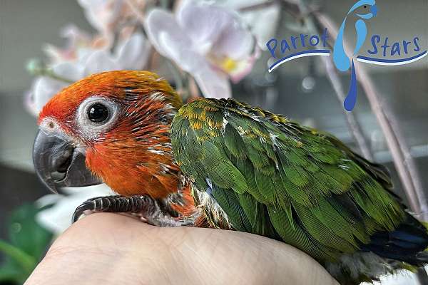 Red Factor Jenday Conure Available at Parrot Stars!