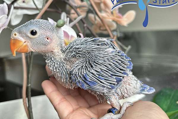 Baby Violet Cobalt Indian Ringneck Available at Parrot Stars!