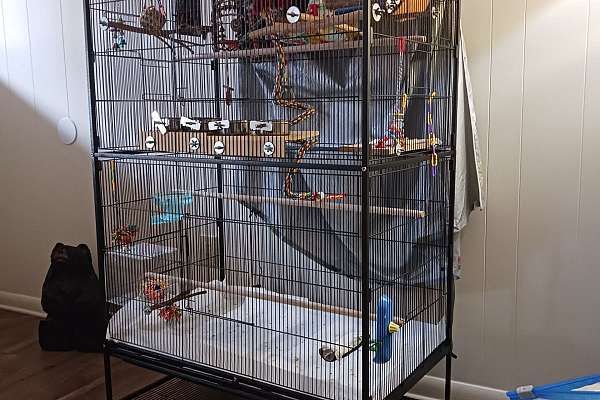 Meet BB & GG - Perfectly Paired Male Latino Lovebirds