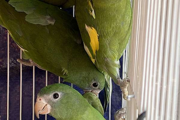 Canary Wing