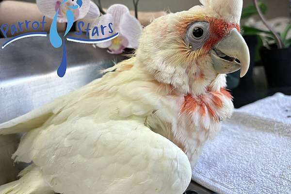 Baby Slender-Billed Cockatoo Available at Parrot Stars!