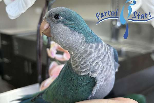 Baby Turquoise Quaker Parrot Available at Parrot Stars!