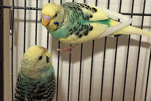 Young Budgies (Parakeets)