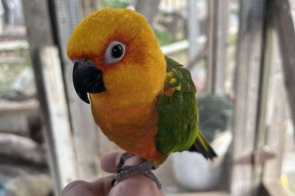 Jenday conure
