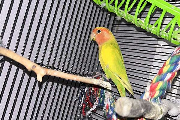 Male peach face lovebird