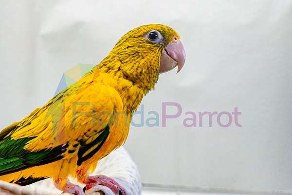 Golden Conure