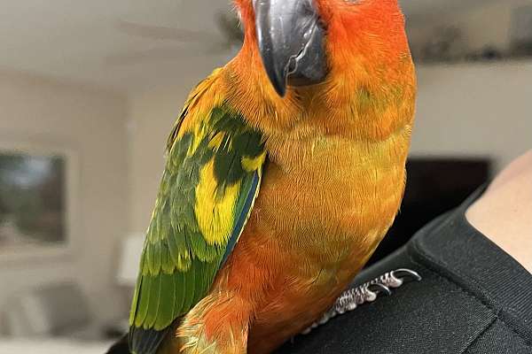 Red Factor Sun Conure Baby