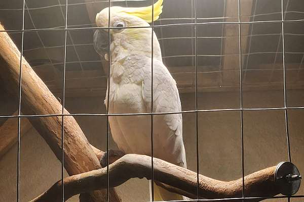 Beautiful Sulfer Crested Cockatoo