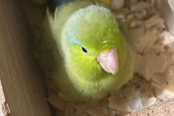 Parrotlet