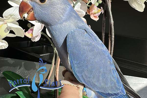 Baby Violet Cobalt Indian Ringneck Available at Parrot Stars!