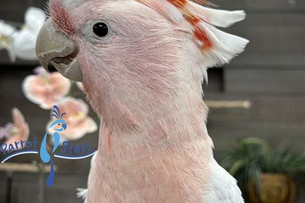 Baby Major Mitchell Cockatoo Available at Parrot Stars!