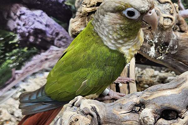 Cinderella / DNA tested female / Cinnamon Green Cheek Conure