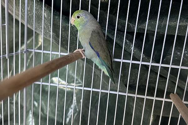 Parrotlet