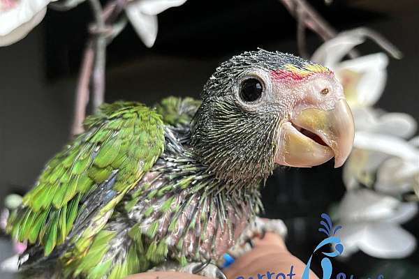 Baby White Fronted Amazon Available at Parrot Stars!