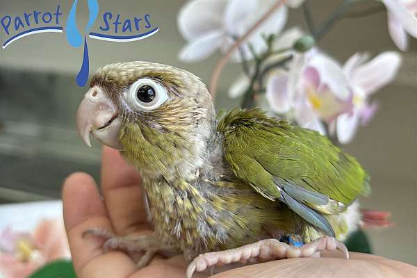 Baby Normal Green Cheek Conure Available at Parrot Stars!