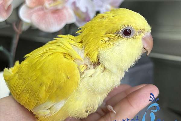 Baby Lutino Quaker Parrot Available at Parrot Stars!