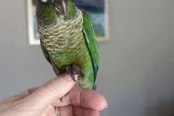 Ready now! Green Cheek Conure Baby “Normal” 185 - Male