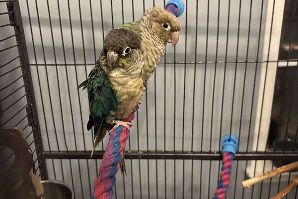 Turquoise conure pair