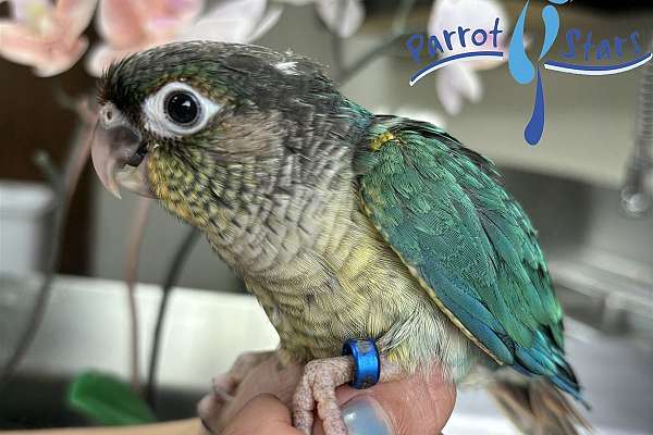 Baby Turquoise Yellow Sided Green Cheek Conure Available at Parrot Stars!