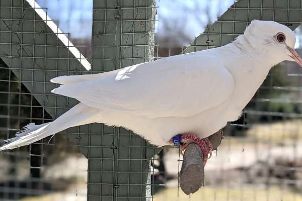 White Crested male Ringneck Dove