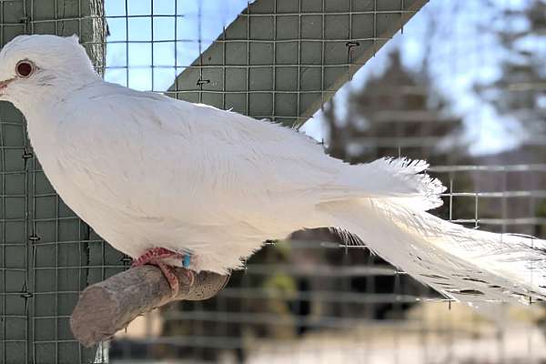 White Crested Frosty Silky male Ringneck Dove