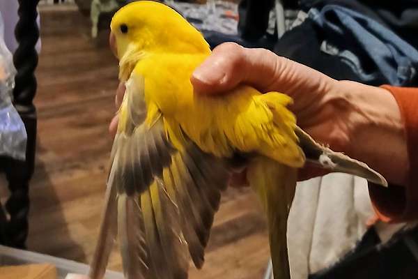 Variety of Quaker colors