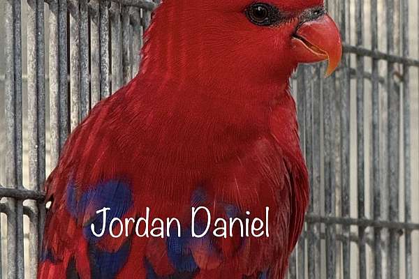 Red Lory Male