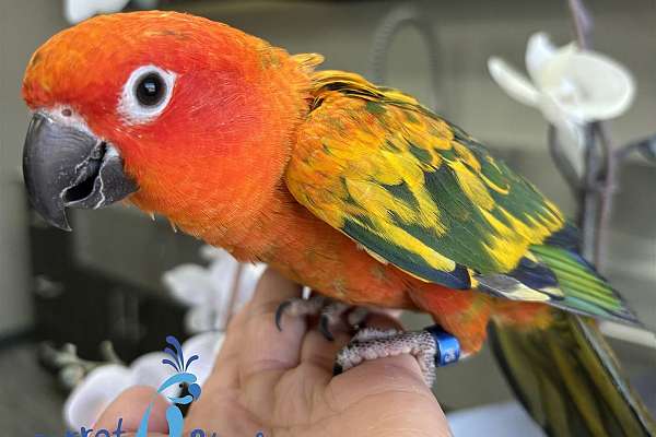 Red Factor Baby Sun Conure Available at Parrot Stars!