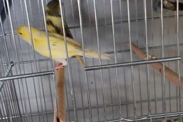 Yellow canary
