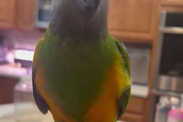 4-Year-Old Female Senegal Parrot – Sweet, Tame & Quiet