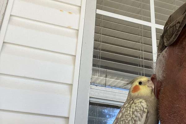 Baby pearl cockatiel