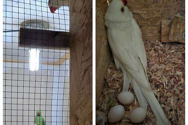 Pair Of Indian Ringnecks