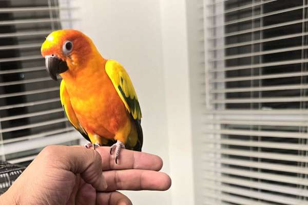 Male Sun Conures