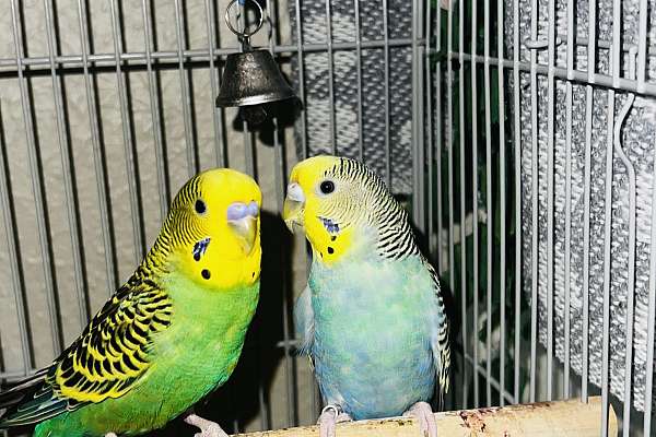 Beautiful parakeet couple