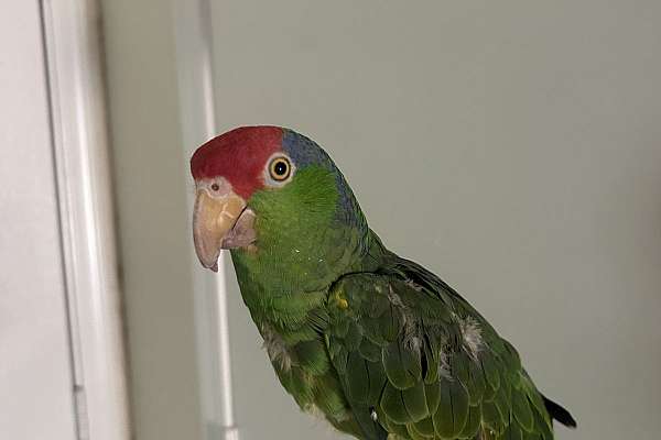 Male red crown Amazon parrot