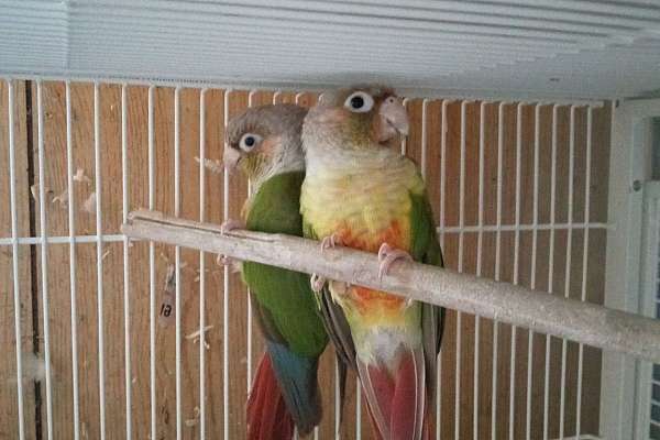 Conures