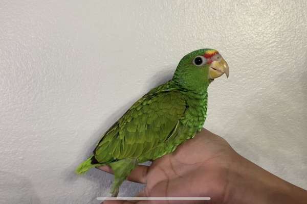 Baby White Fronted Amazon