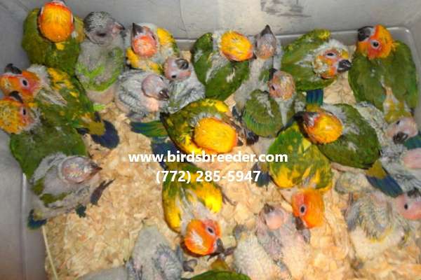Baby Sun Conures available at wholesale prices