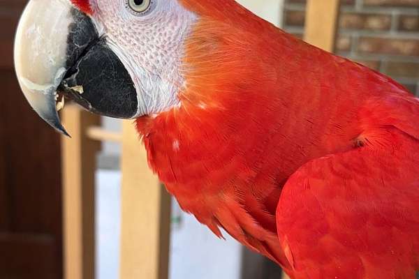 Scarlet Macaw female