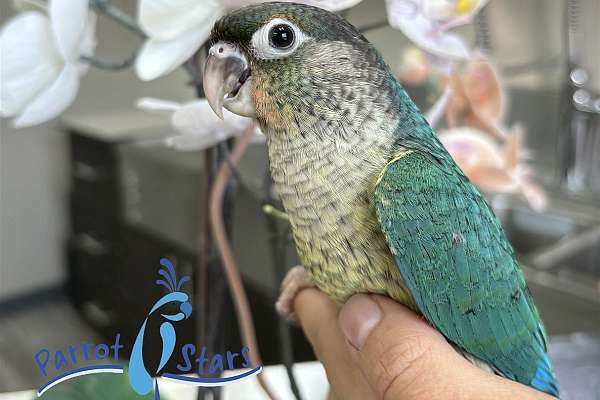 Baby Turquoise Yellow Sided Green Cheek Conure Available at Parrot Stars!