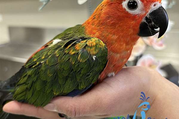 Baby Red Factor Jenday Conure Available at Parrot Stars!