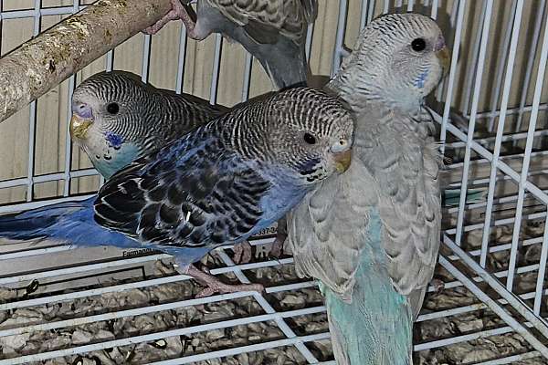 Baby Parakeet for Sale