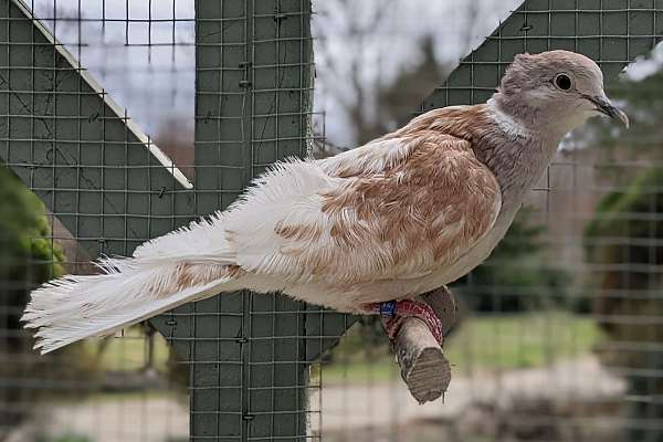 Tangerine Pearled Crested Silky male Ringneck Dove
