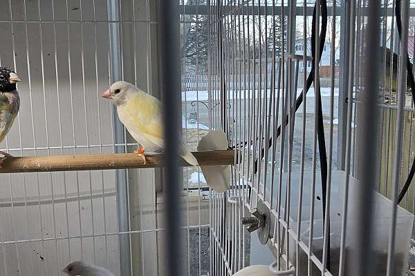 Gouldian Finches for sale