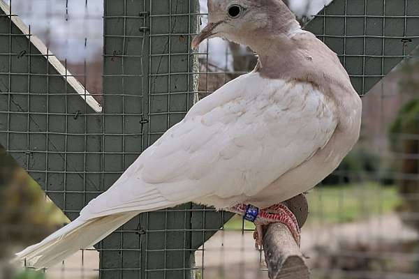 Violet Neck Tufted male Ringneck Dove